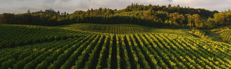 Swarna Raisins – Buy Raisins Online | Golden & Black | Premium India ...